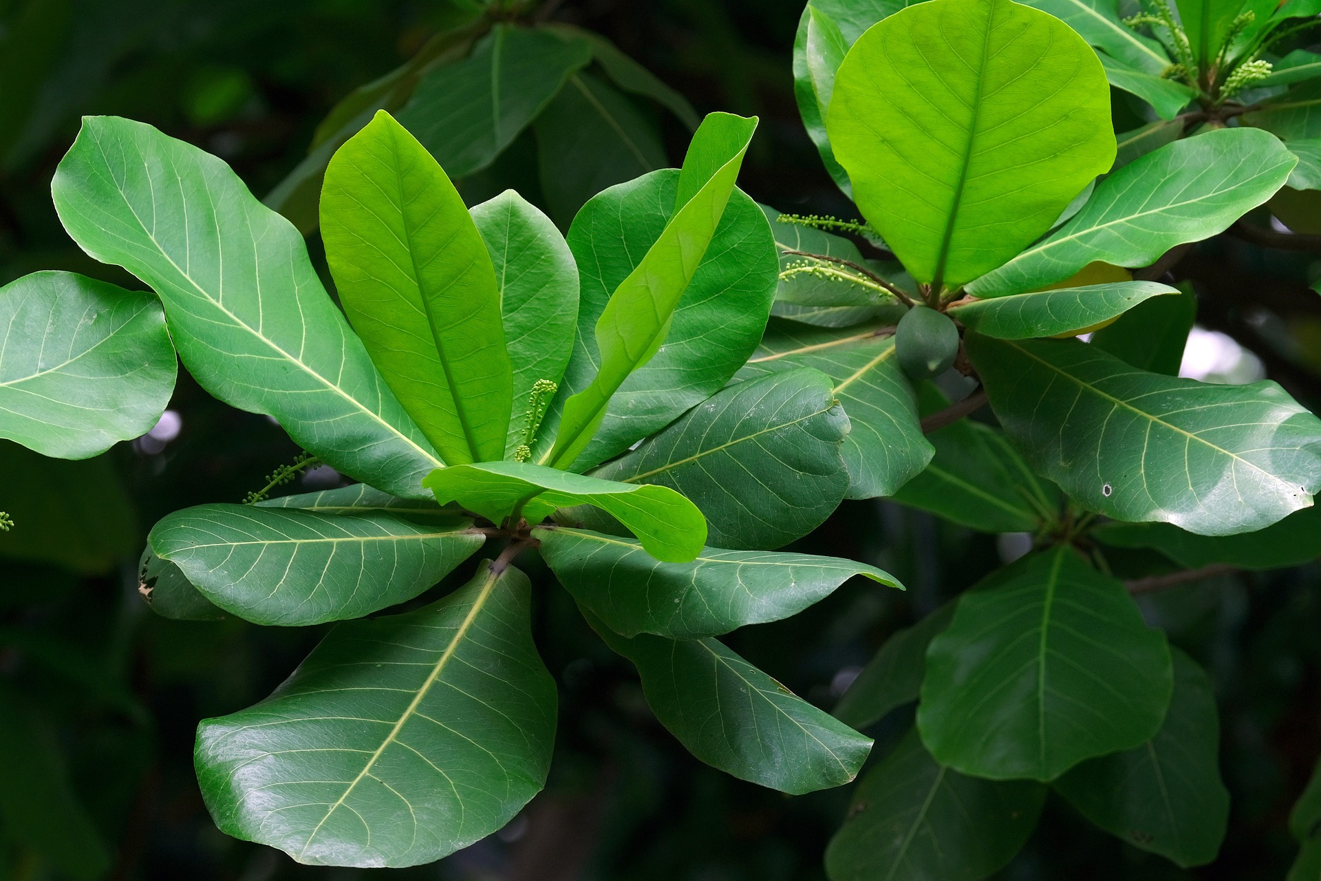 Indian almond leaves | Everything you need to know - MATCHIMAA